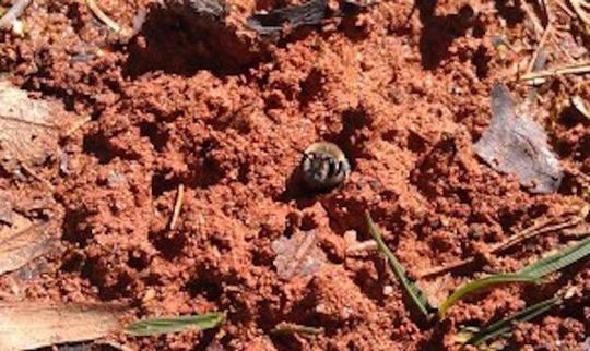 Holes in lawn could be ground bees | Life Family | newsargus.com