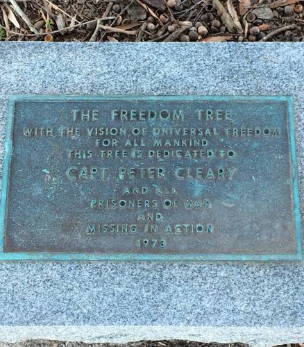 Freedom Tree removed due to age | Local News | newsargus.com