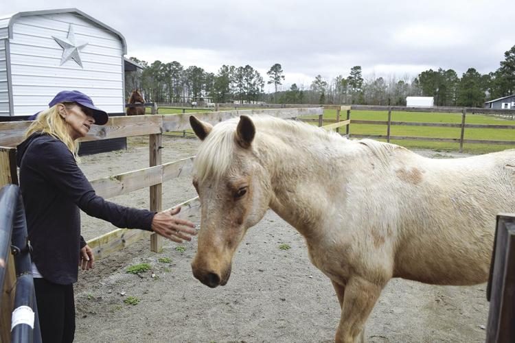 Wild Horse Ranch provides sanctuary for rescued horses | News ...
