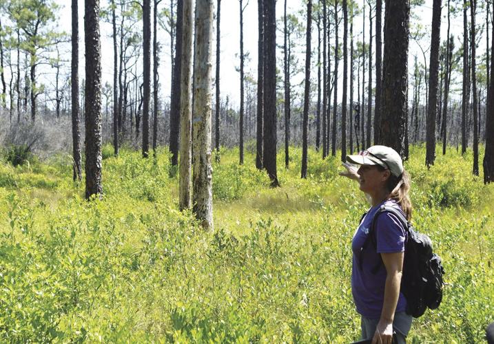 Green Swamp bouncing back beautifully | News | newsargus.com
