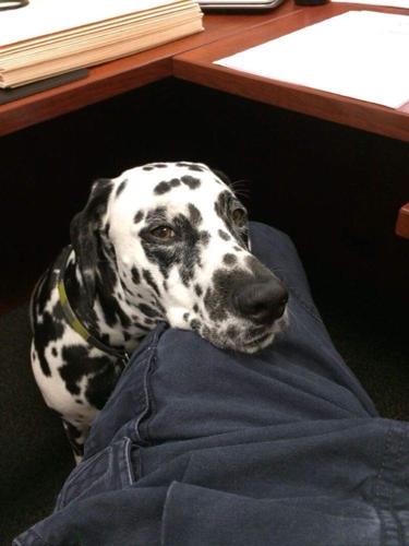 Shallotte honors life, service of firehouse dog Valor | News ...