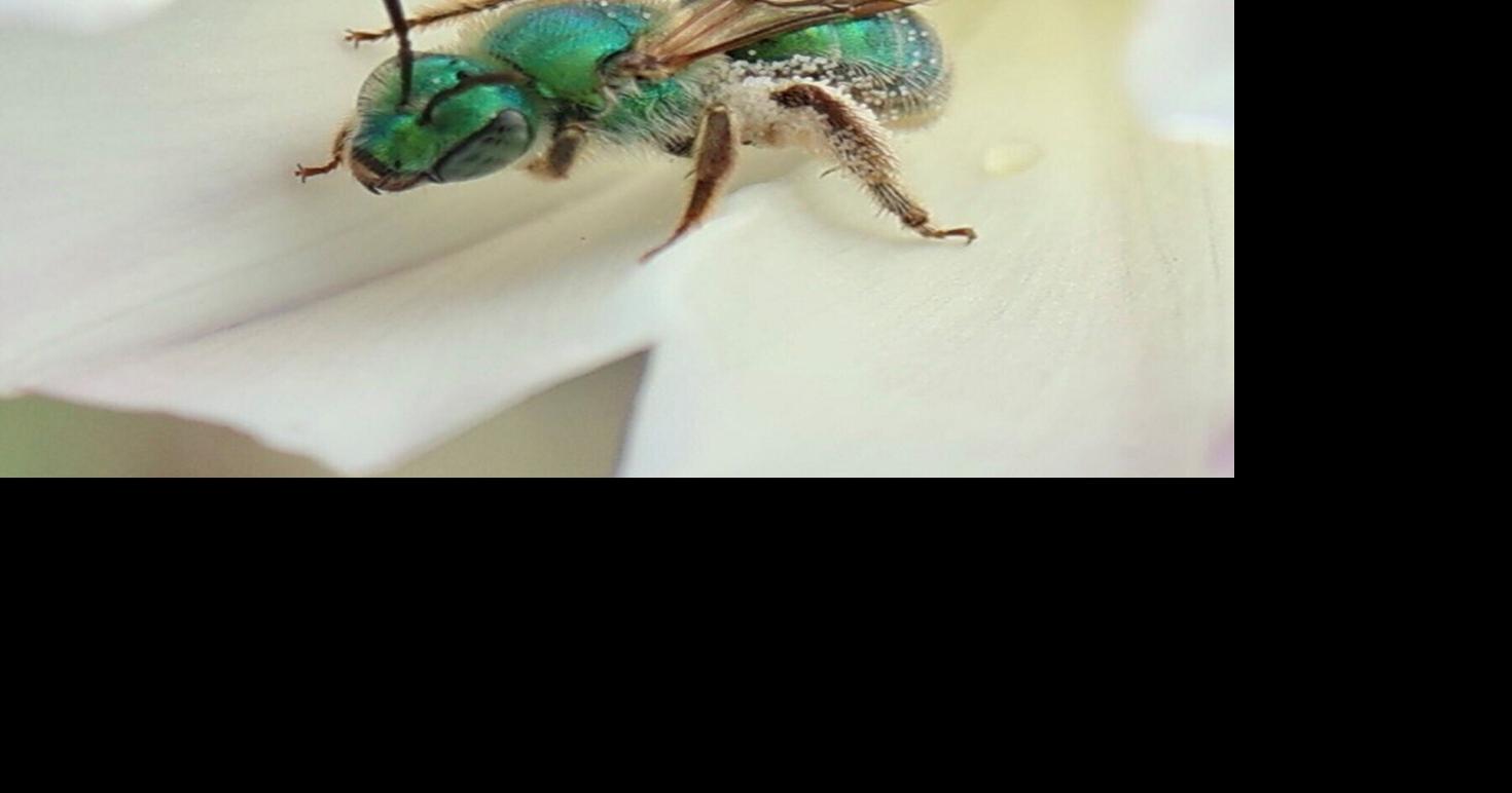 Research reveals why some bees change color with the weather | National ...