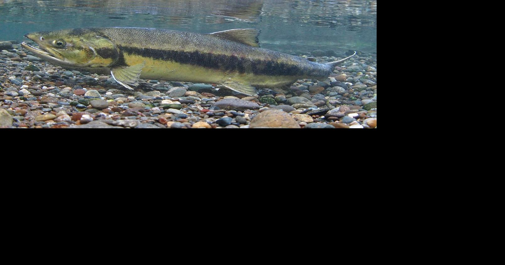 Reduced River Flows Disrupt Chum Operations Below Bonneville ...