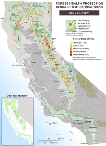 Dead Trees, 'Bad' Fires Could Increase Risks From Utility ...