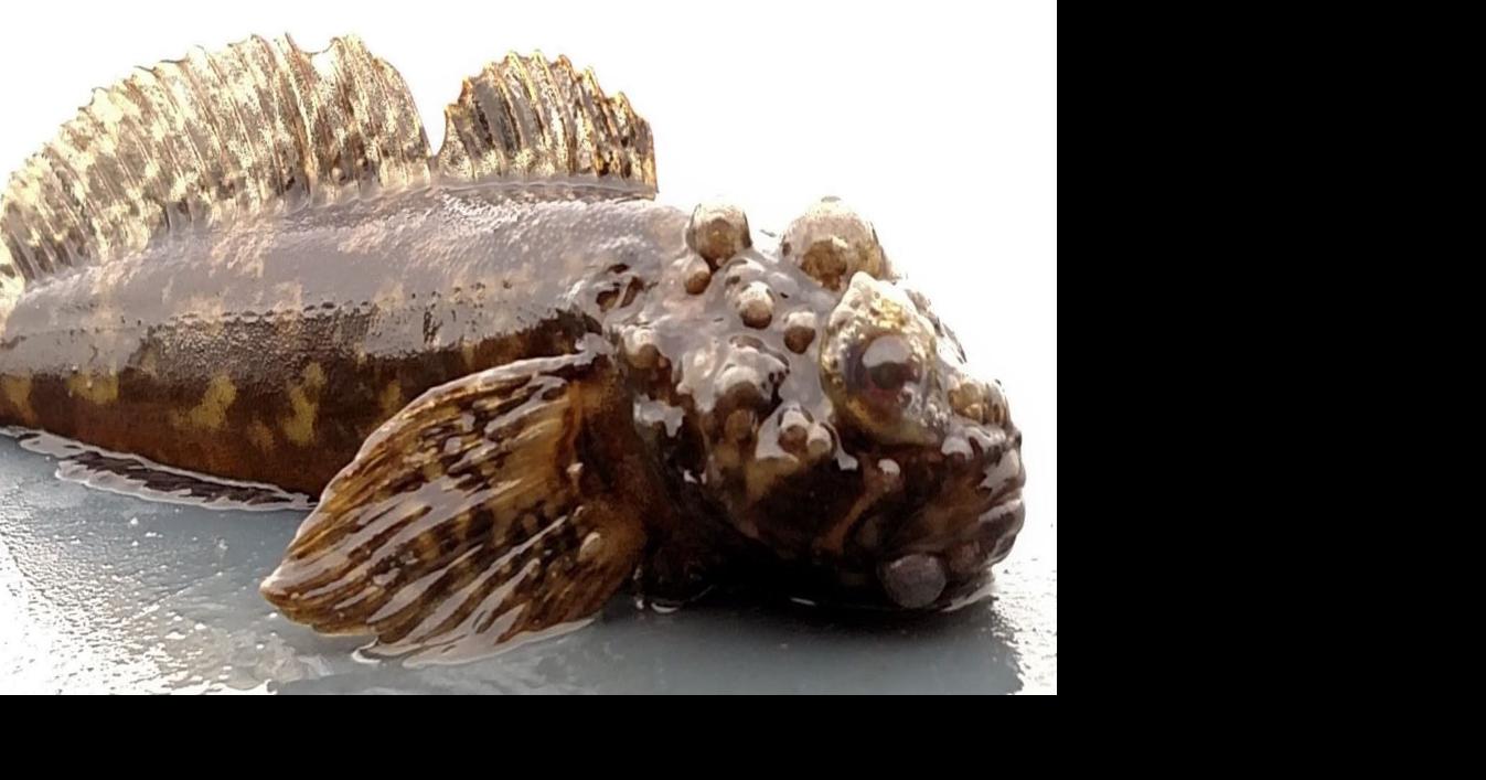 Gas Bubble Trauma Triggers Spill Reductions at Snake River Dams ...