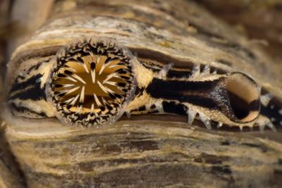 Effort to Keep Mussels Out of Columbia Basin Expanding | Environment ...