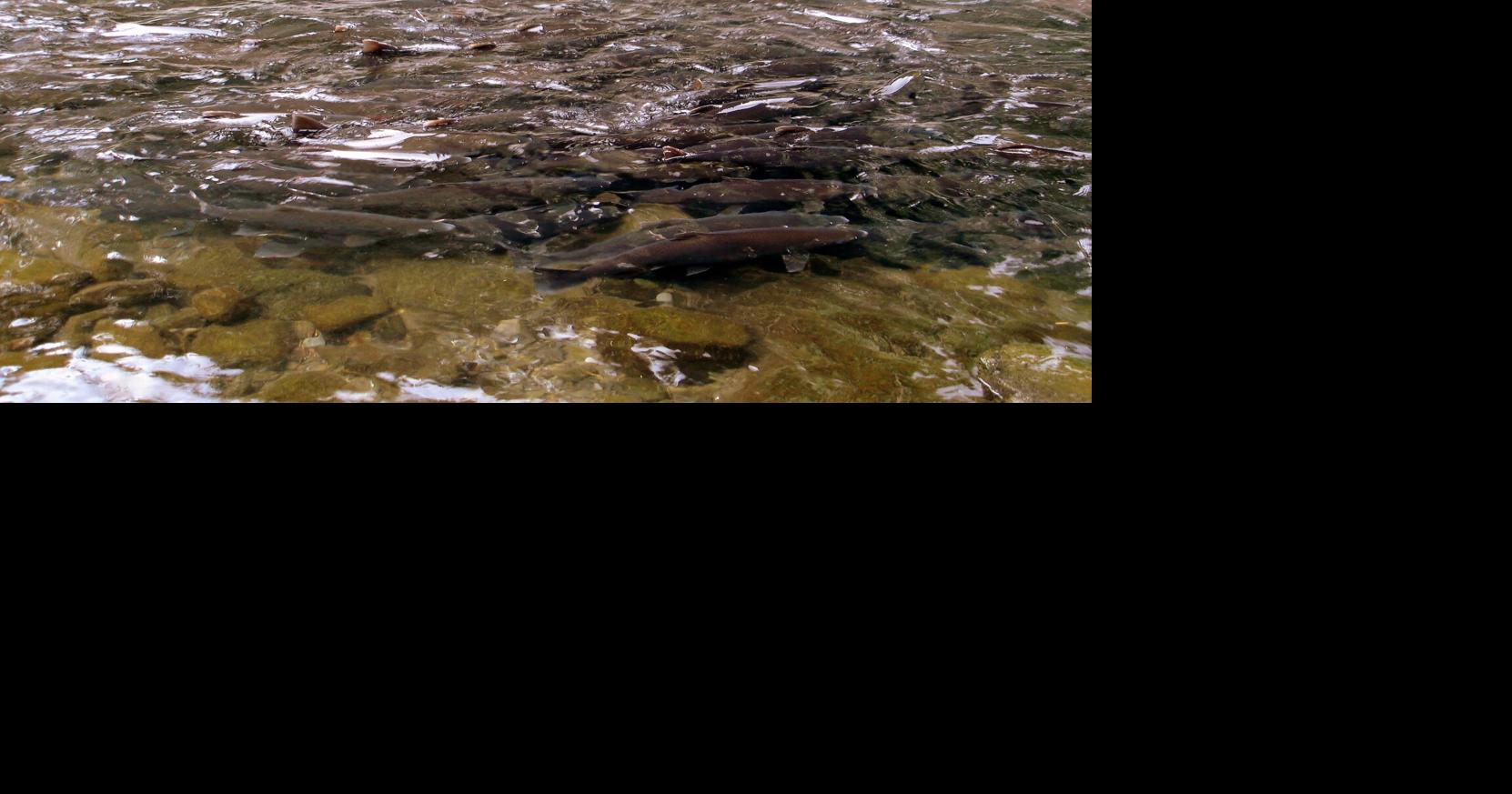 Forecasts Call for Strong Chinook, Poor Steelhead Returns | Environment ...