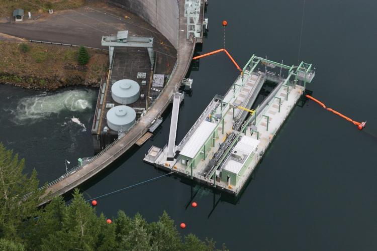 Work at PGE's Dams Contributes to Record Salmon Returns | NW Fishletter ...