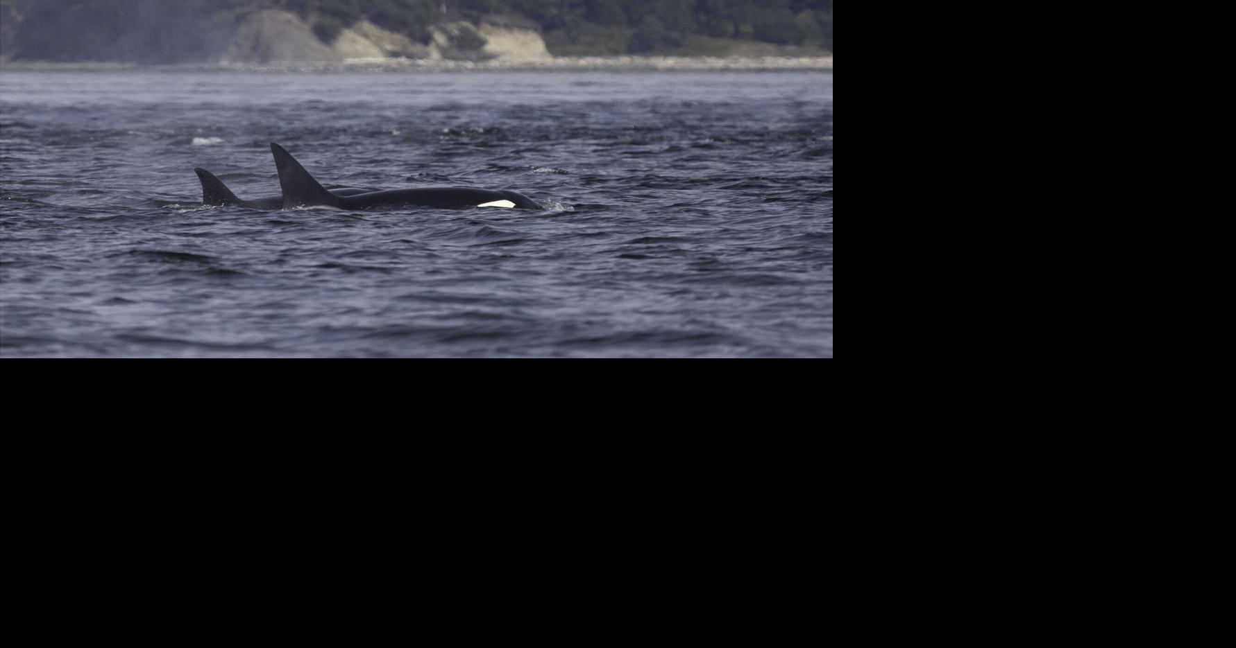 NMFS Prioritizes Orcas Over Wild Salmon in Prey Increase EIS, BiOp ...
