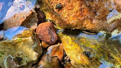 Environmental, Indigenous Groups Plan Lawsuit Over Lithium Mine's ...