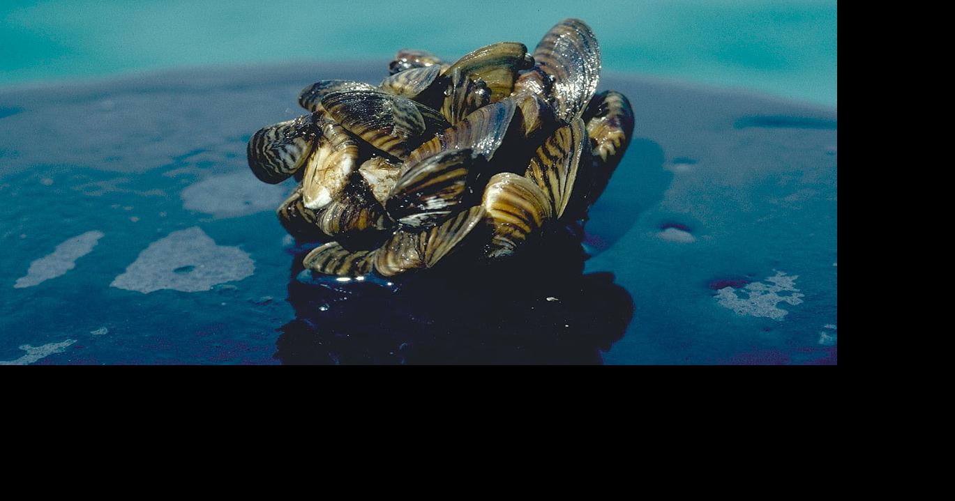 With Fed and Tribal Support, Montana Intercepts More Invasive Mussels ...