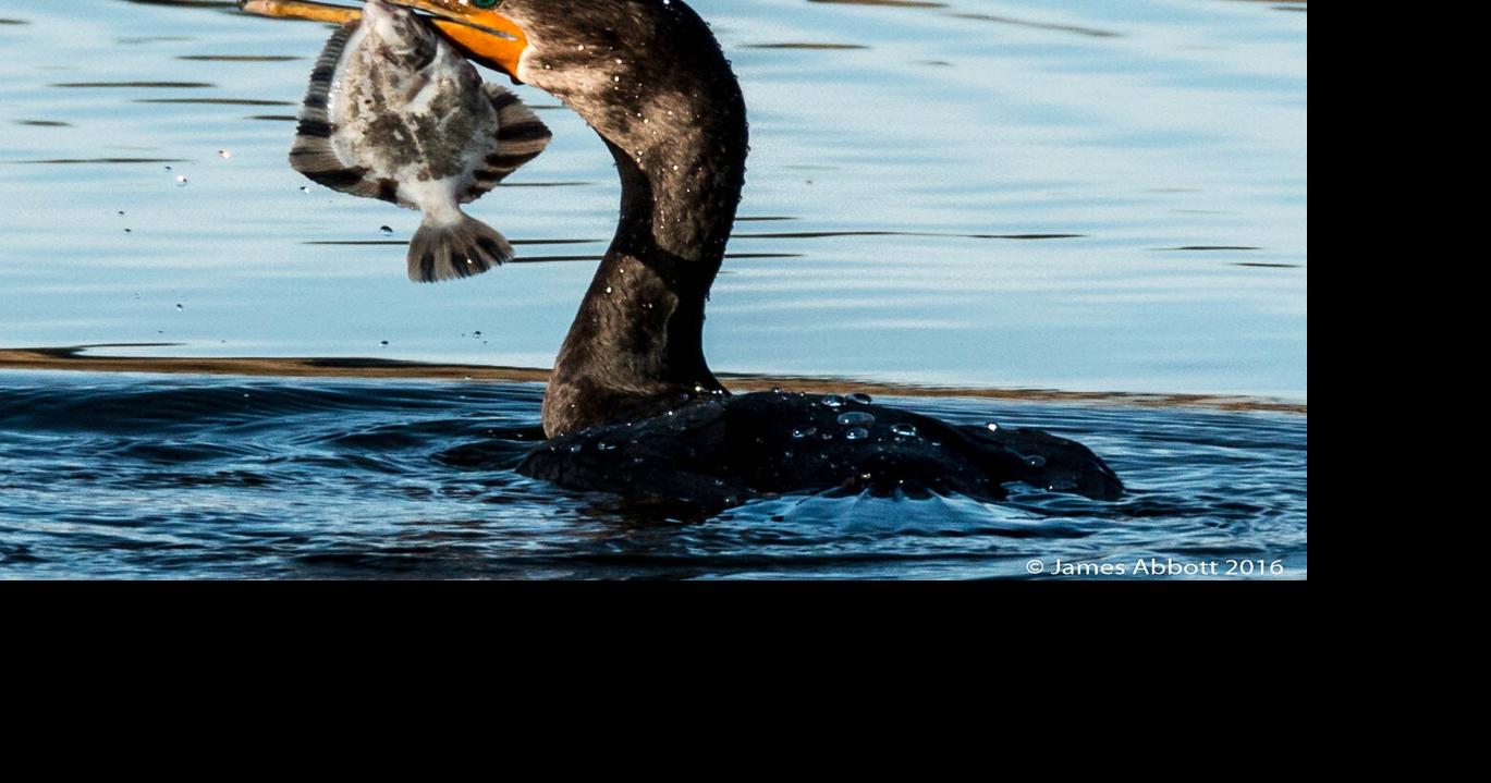 Study: Fewer Cormorants Eating More Columbia Steelhead | Environment | newsdata.com
