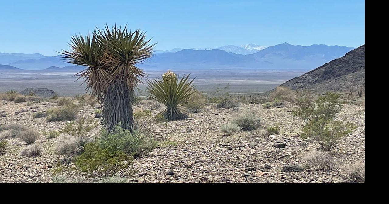 Nevada Conservation Groups Challenge Federal Greenlink West Approvals ...