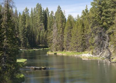 Returns to Pelton Round Butte Indicate Progress; One Group Says Not ...