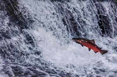 Salmon Returns to Columbia Basin Improving, But Still Far From Goal ...