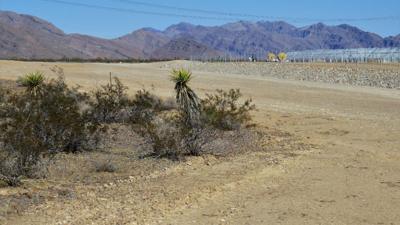 Conservation Group: BLM Solar Plan Revisions Could Lead to 'Energy ...
