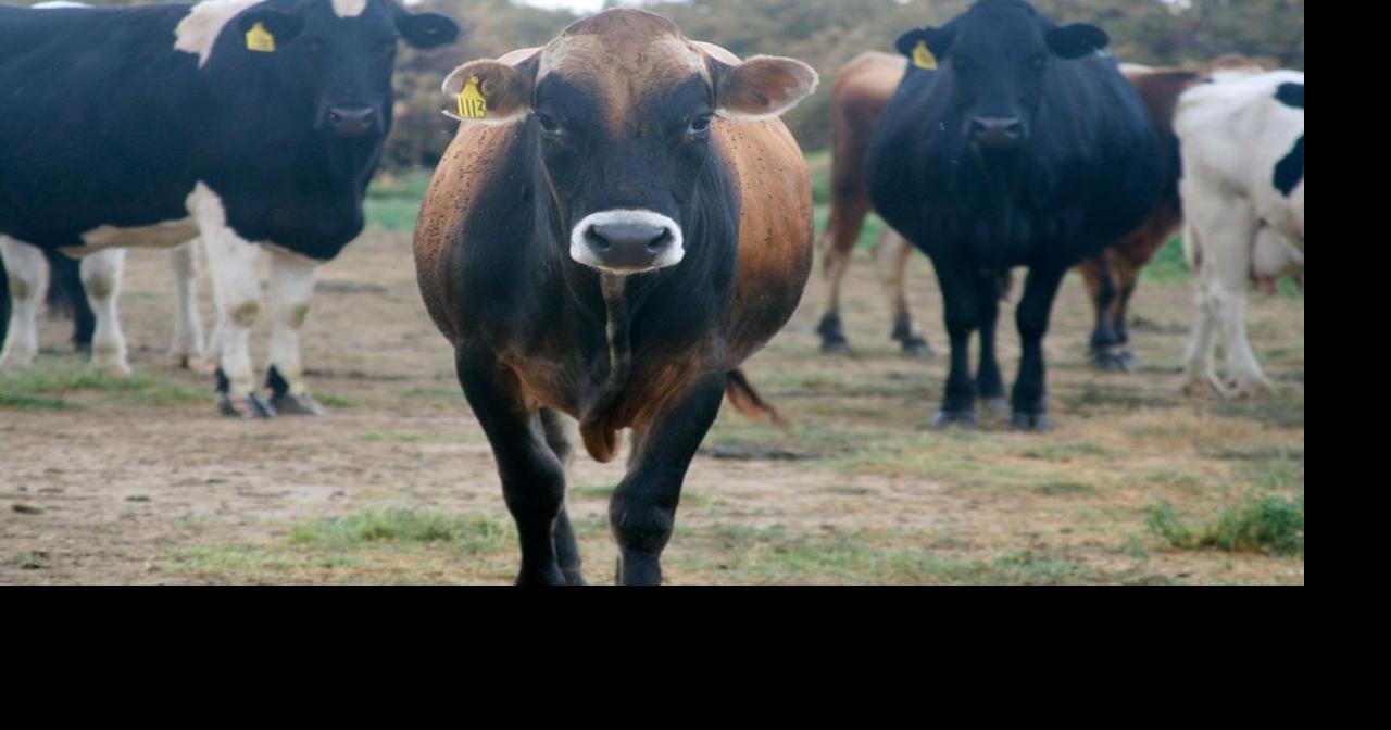 Cow Emissions No Joke in Helping California Reach Methane-Reduction ...