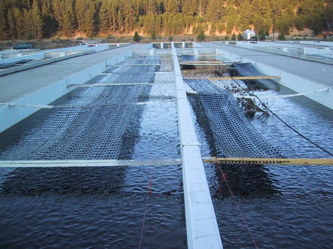 ISRP: Snake River Hatcheries Failing to Meet Some Chinook Goals ...