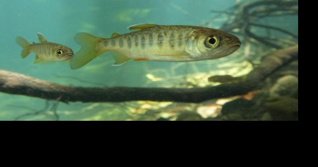 WDFW Settles Hatchery Lawsuit; Dispute With NMFS, ODFW Continues ...