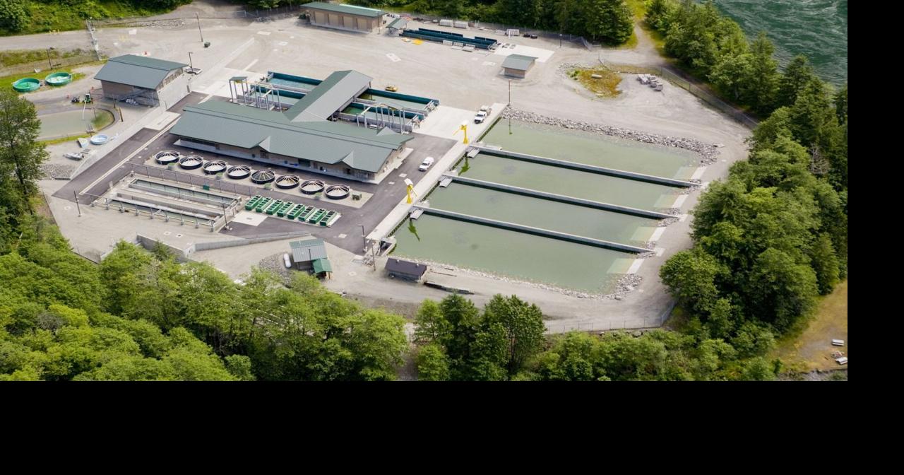 Baker River Sockeye Returns Break Records, Reach Goal | Environment ...