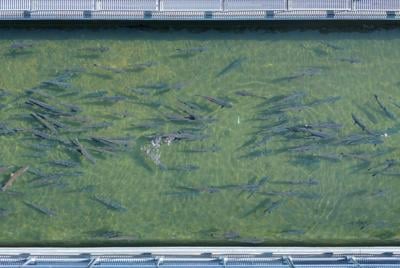 Plaintiffs Claim Feds Plan to Reduce 2026 Spring Spill to 120 Percent ...