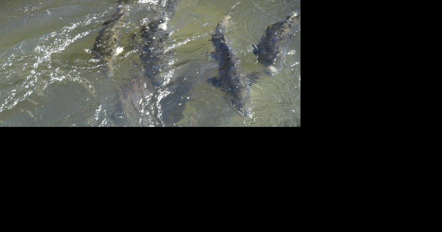 NOAA Task Force Proposes Big Changes for Salmon Recovery | Environment ...