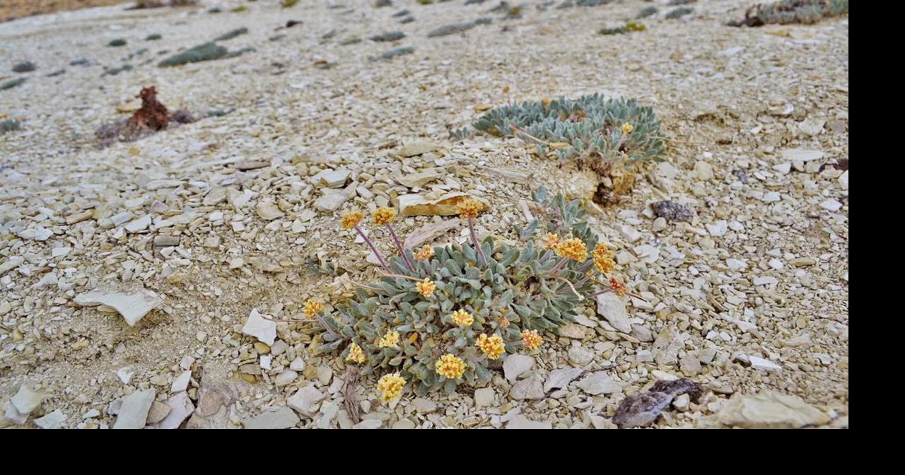 Ioneer Partner Sibanye-Stillwater Pulls Out of Nevada's Rhyolite Ridge ...