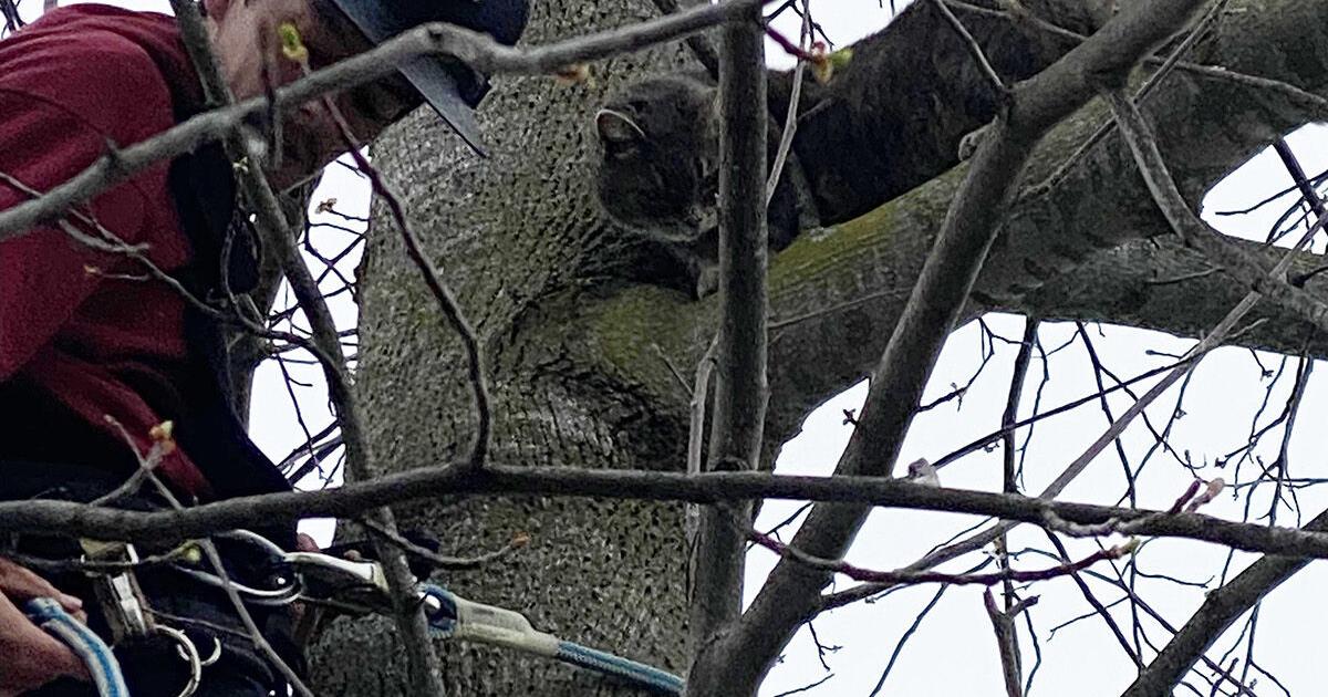 Good Samaritan helped cat who had been struck in a tree for over 24 ...