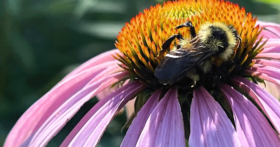 Mary Gray Bird Sanctuary buzzing about summer programs | Arts And ...