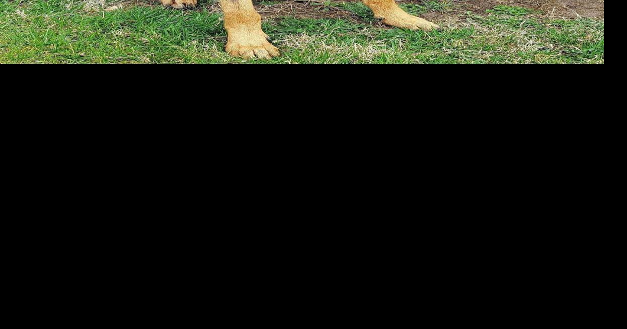 Connersville Police Department’s K9 Joker to get donation of body armor ...