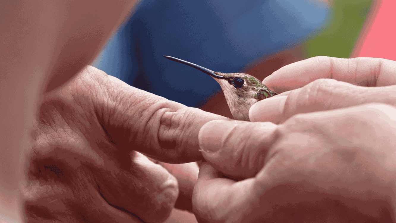 Hummingbird Migration Celebration returns to Mary Gray Bird Sanctuary ...