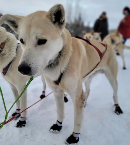 Three sled dogs dead in second mushing collision in a month | Local ...