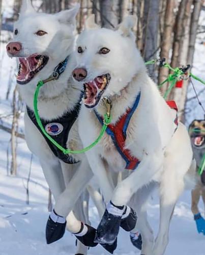 Three sled dogs dead in second mushing collision in a month | Local ...