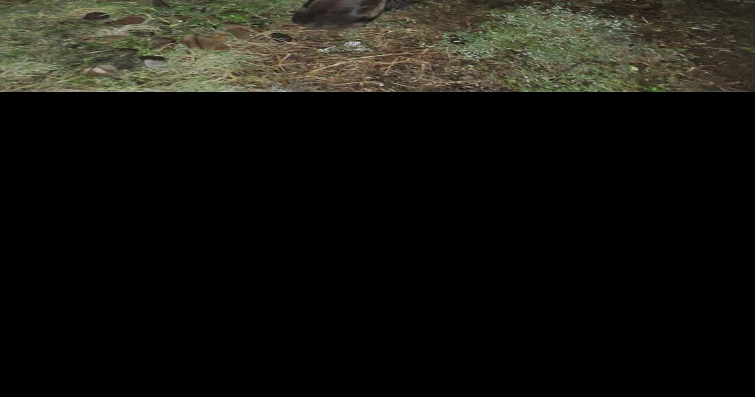 60-Inch Club 2020: Danny Carroll Jr. | Outdoors | newsminer.com