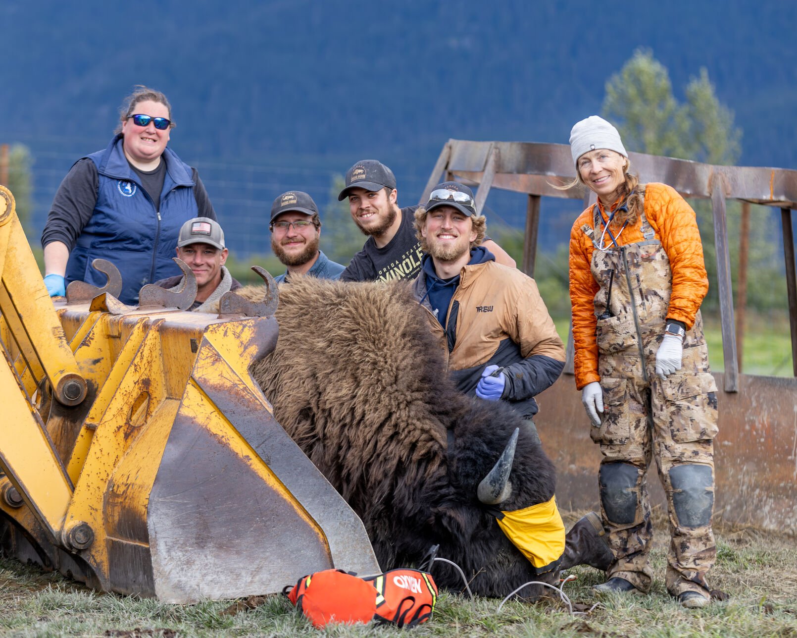 Restoring Alaska’s wood bison through dedication and collaboration ...