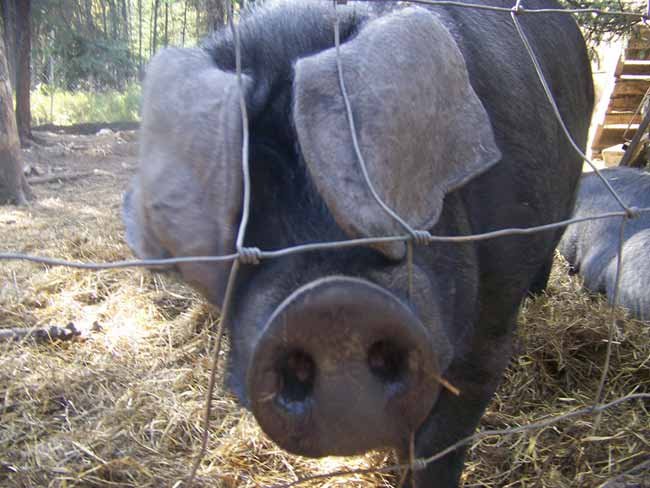 Hog raising is a family affair for Triple McLean Farms | Alaska Grown ...