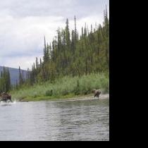 Scary! Readers share stories of close encounters with Alaska wildlife ...