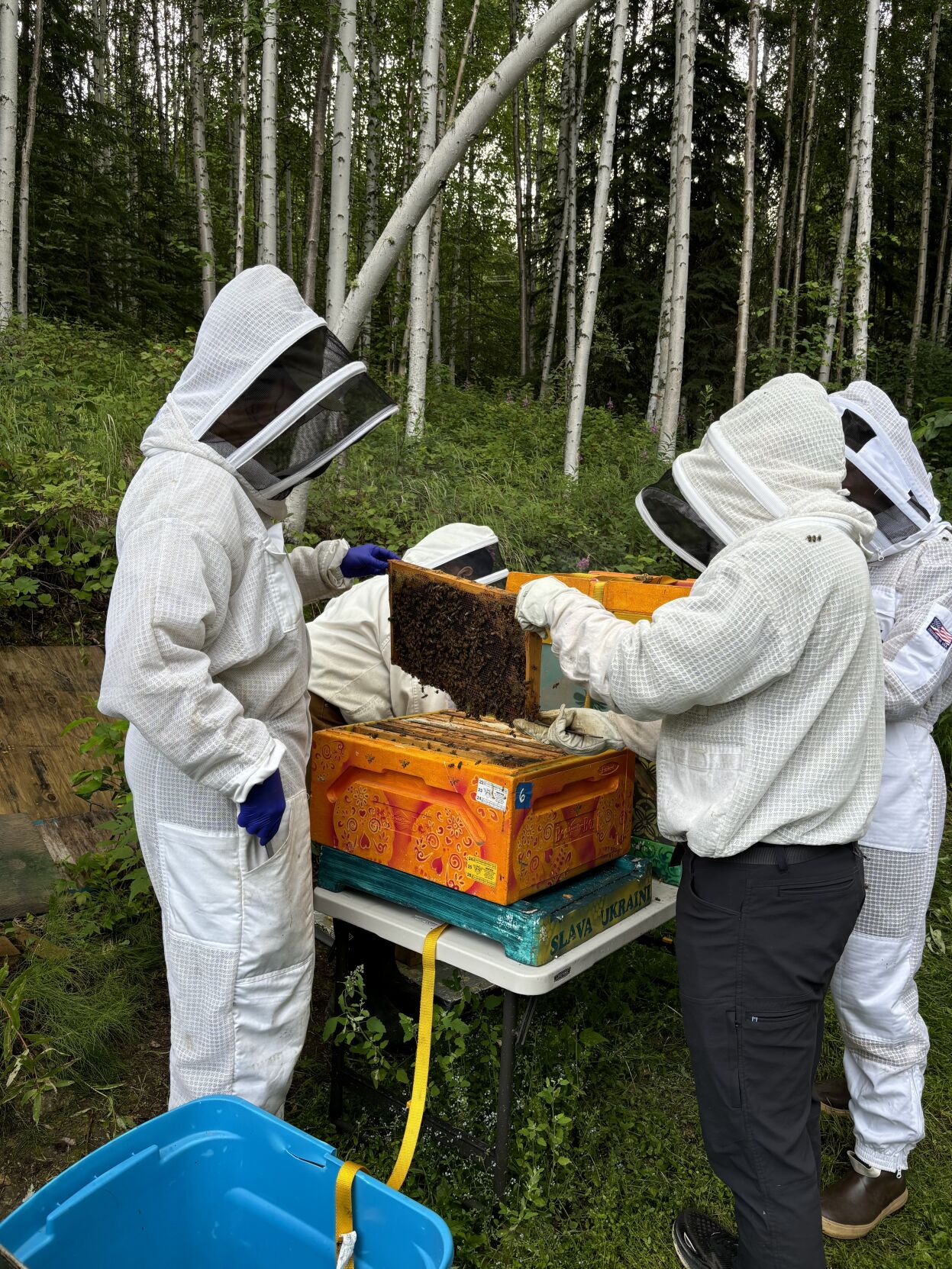 To bee or not to bee? Researchers survey hives in Fairbanks | Local ...