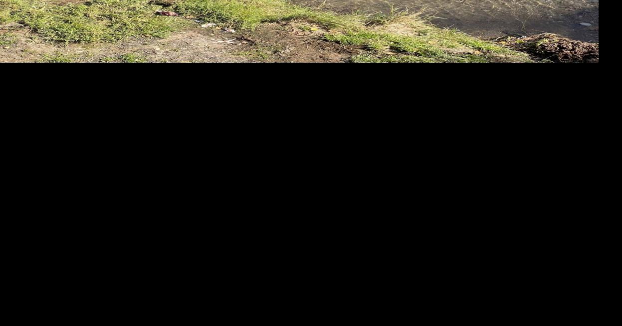 New special raffle open for McNeil River sanctuary bear viewing ...