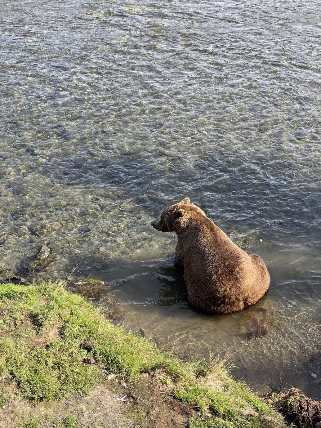 New special raffle open for McNeil River sanctuary bear viewing ...