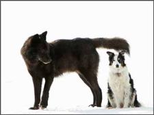 Juneau residents considered black wolf, Romeo, a 'friend' | Alaska News ...