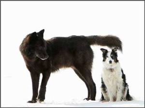 Juneau residents considered black wolf, Romeo, a 'friend' | Alaska News ...