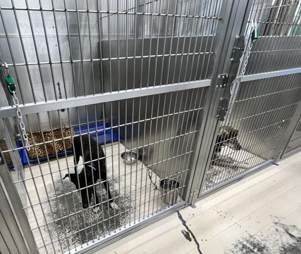 Draft ordinance proposes animal shelter as central drop-off point ...
