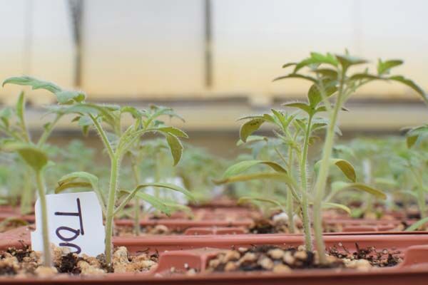 Climate change could enable Alaska to grow more of its own food. Now is ...