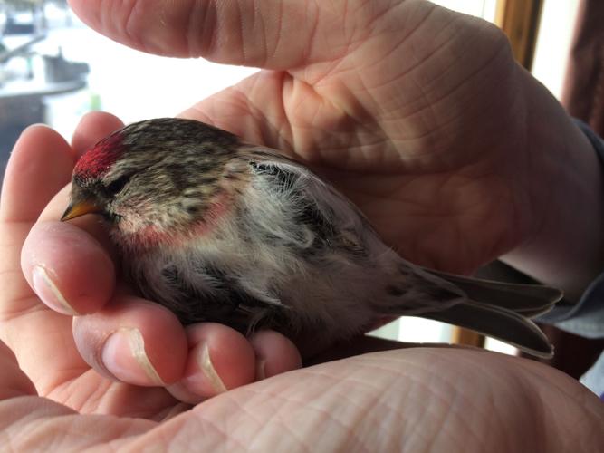 Report a banded bird and be part of the scientific process | Outdoors ...