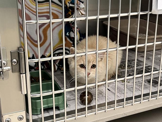 Assembly adopts new animal ordinance as residents continue support of ...