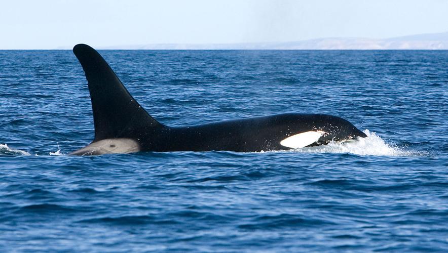 UAF professor publishes first-of-its-kind research tracking orca ...