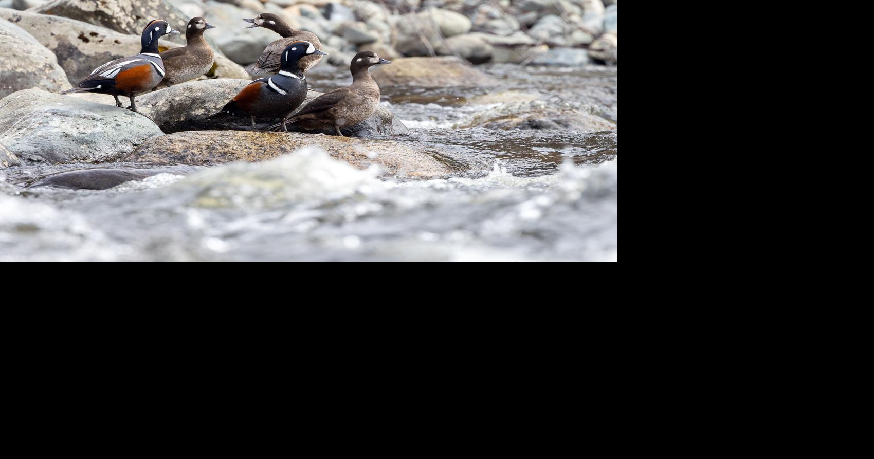 Rediscovering wonder through the eyes of a duck | Outdoors | newsminer.com