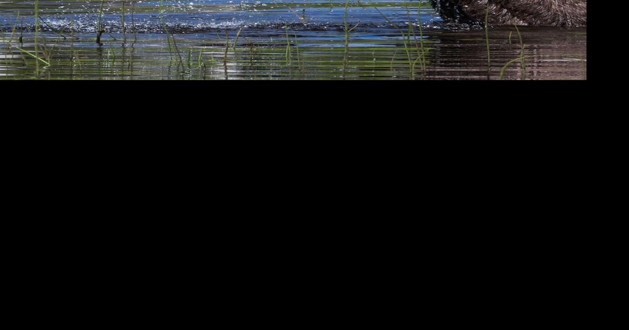 Goofy Moose | Photo Of The Day | newsminer.com