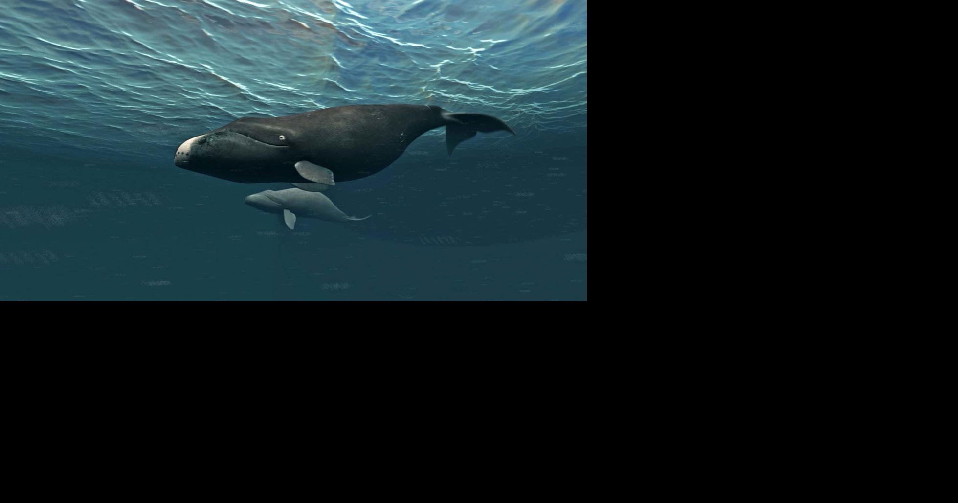 The tales of Alaska's whales and what they mean for science, research ...